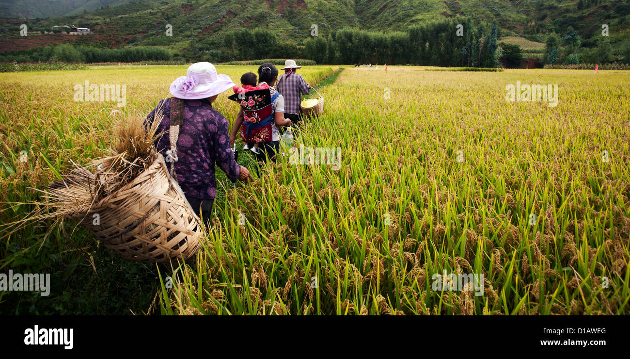 Rice field workers in Asia Stock Photo - Alamy