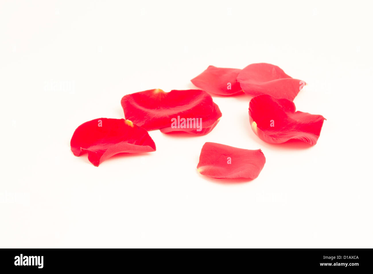 Scattered rose petals Stock Photo - Alamy