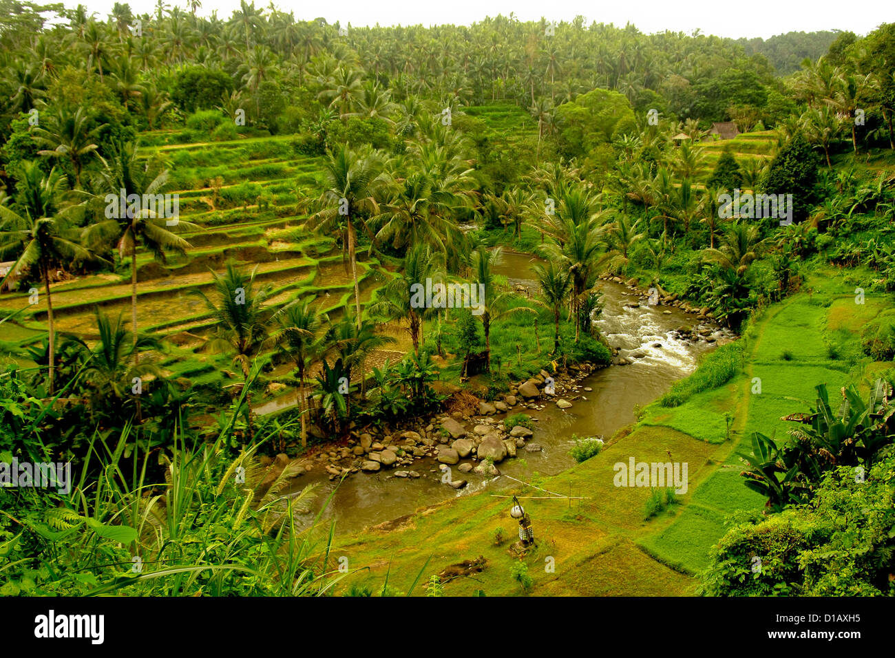 Rice fields landscape in Bali Stock Photo - Alamy