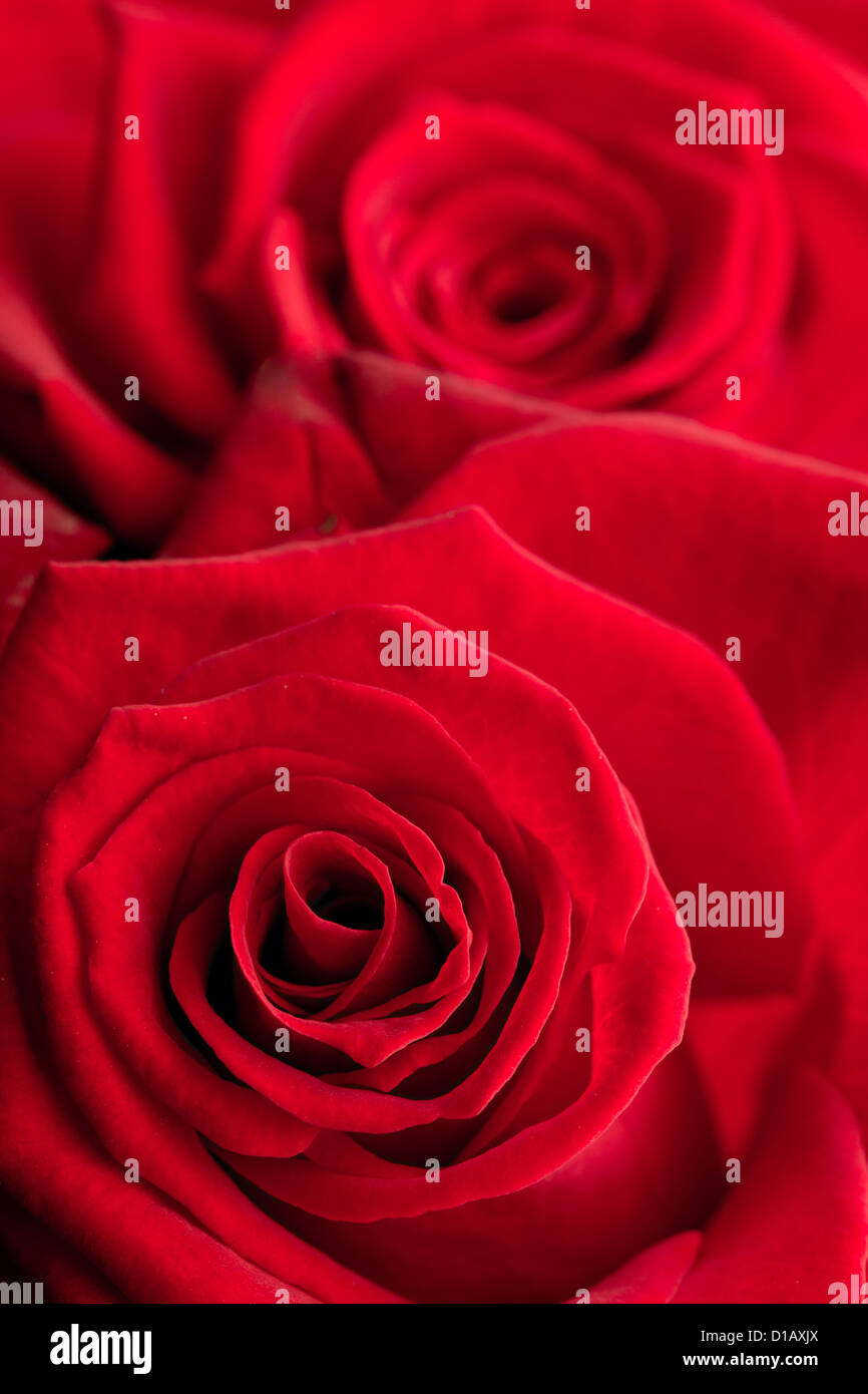 Close up of red roses Stock Photo - Alamy