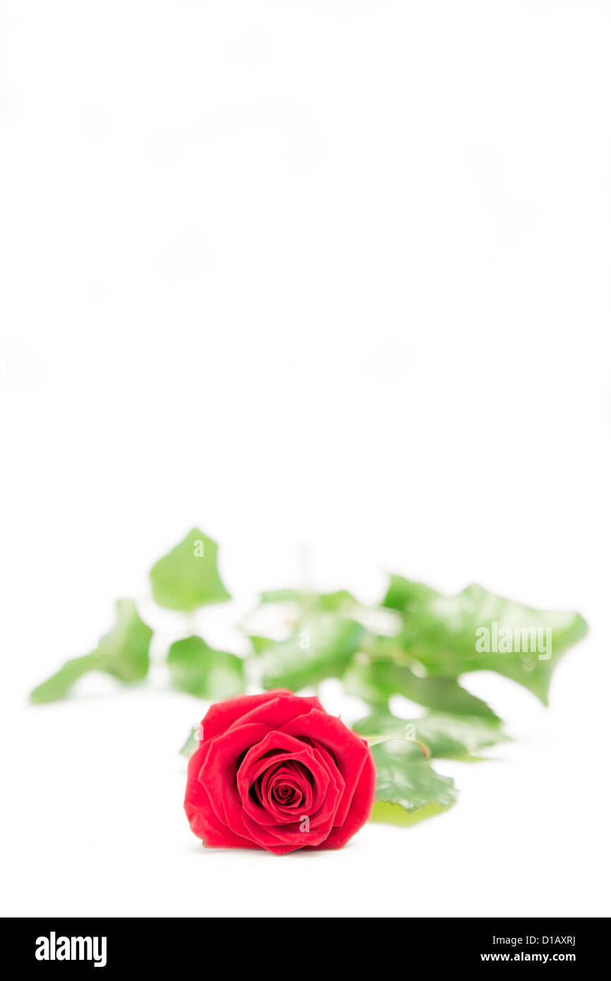 Red rose lying on a surface Stock Photo - Alamy