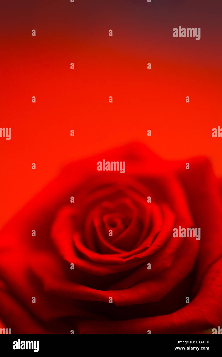 Red rose blurred background hi-res stock photography and images - Alamy