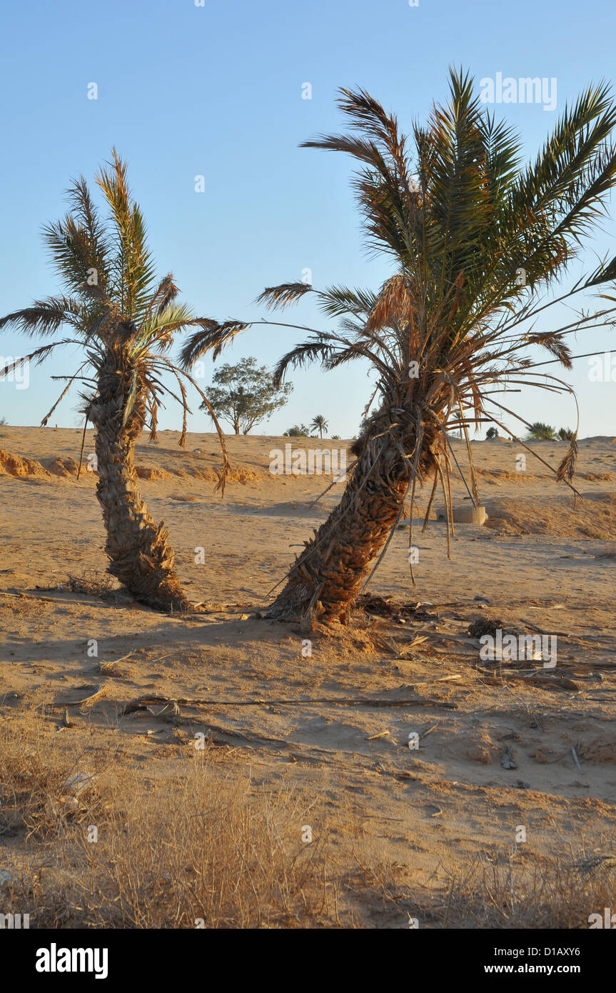 Double palm tree hi-res stock photography and images - Alamy