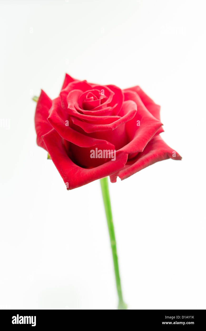 Red rose on stalk Stock Photo - Alamy