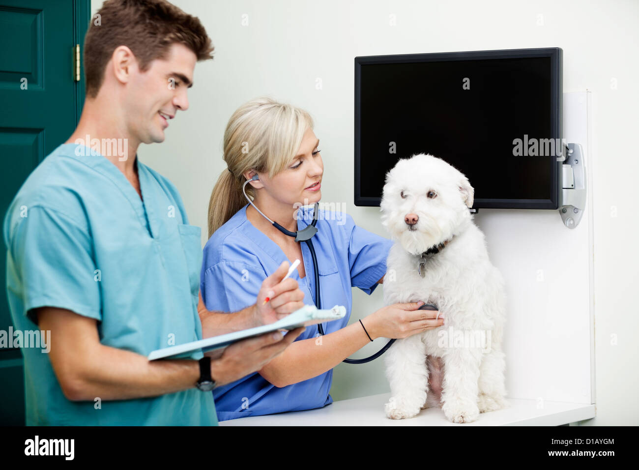 Veterinarian Doctors Examining A Dog At Clinic Stock Photo - Alamy