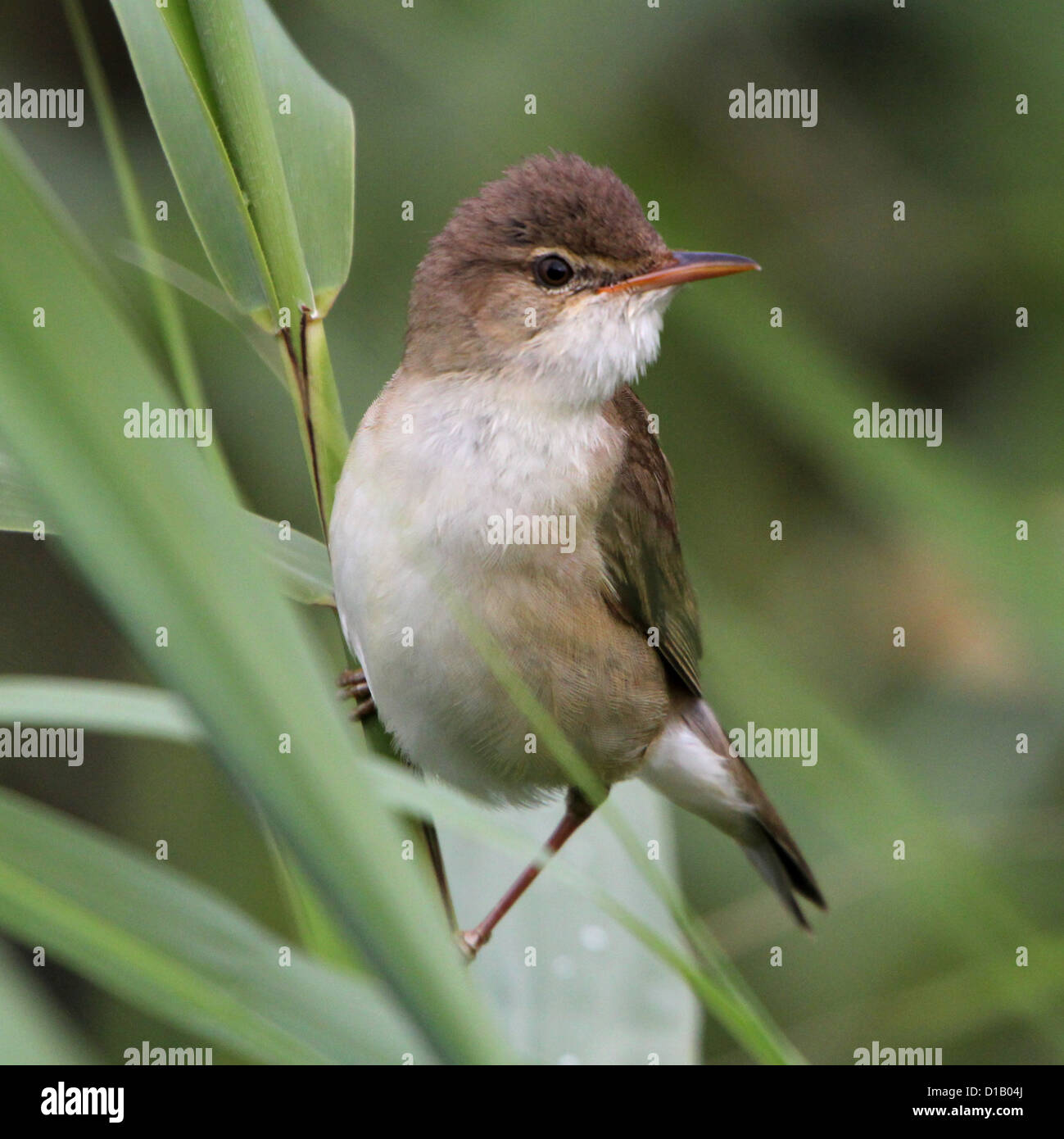 Portrait of a European Reed Warbler (Acrocephalus scirpaceus) posing ...