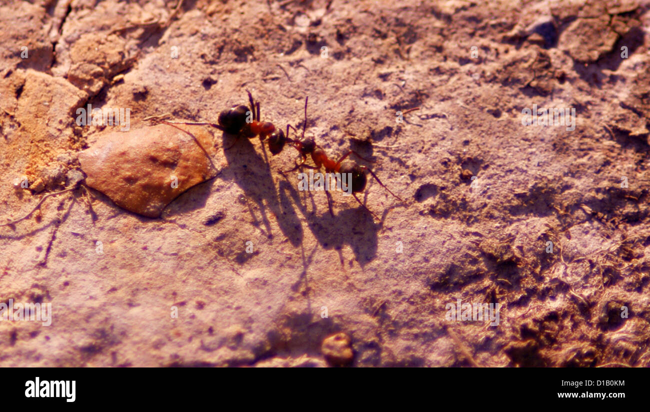 Ant carrying another ant hi-res stock photography and images - Alamy
