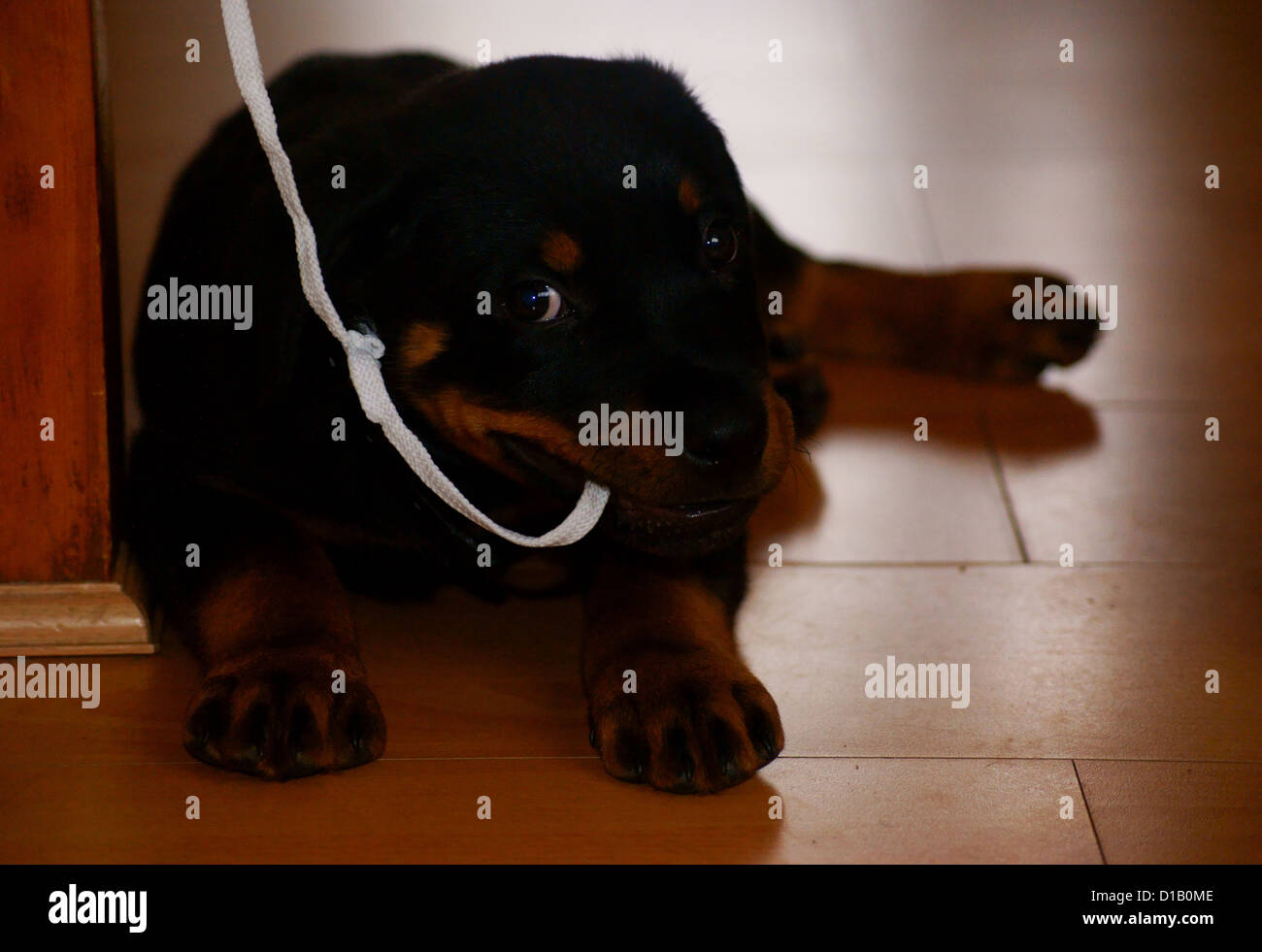 A puppy playing with a piece of string Stock Photo - Alamy