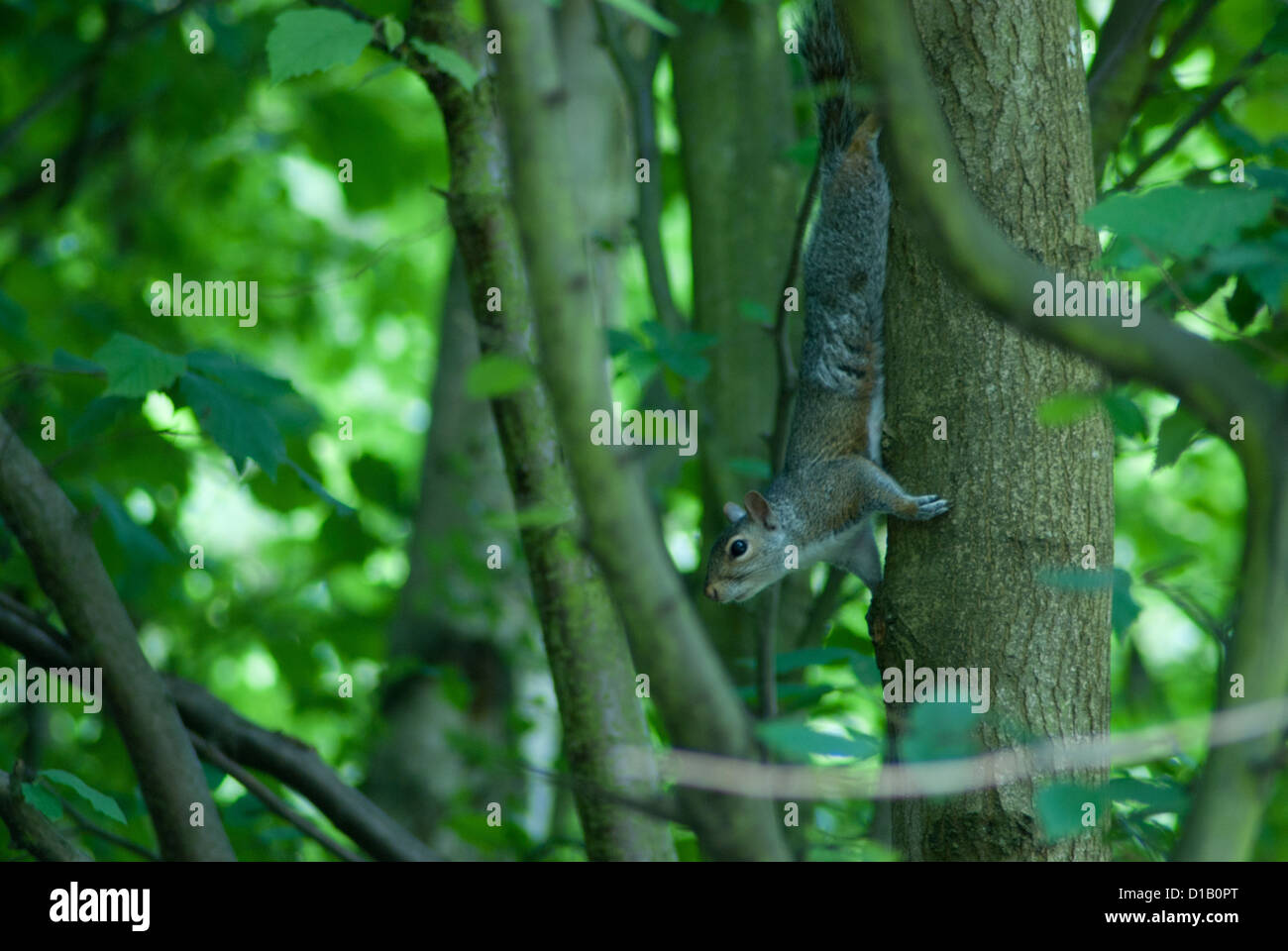An image of a squirrel hanging from a tree Stock Photo - Alamy