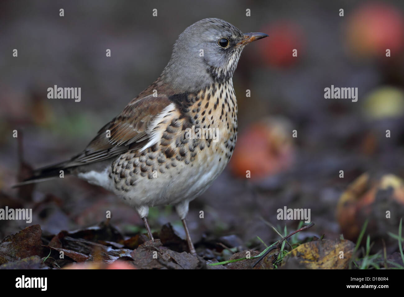 fieldfare-turdus-pilaris-stock-photo-alamy