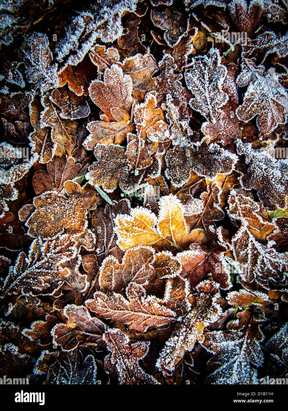 Frost on leaves night time hi-res stock photography and images - Alamy