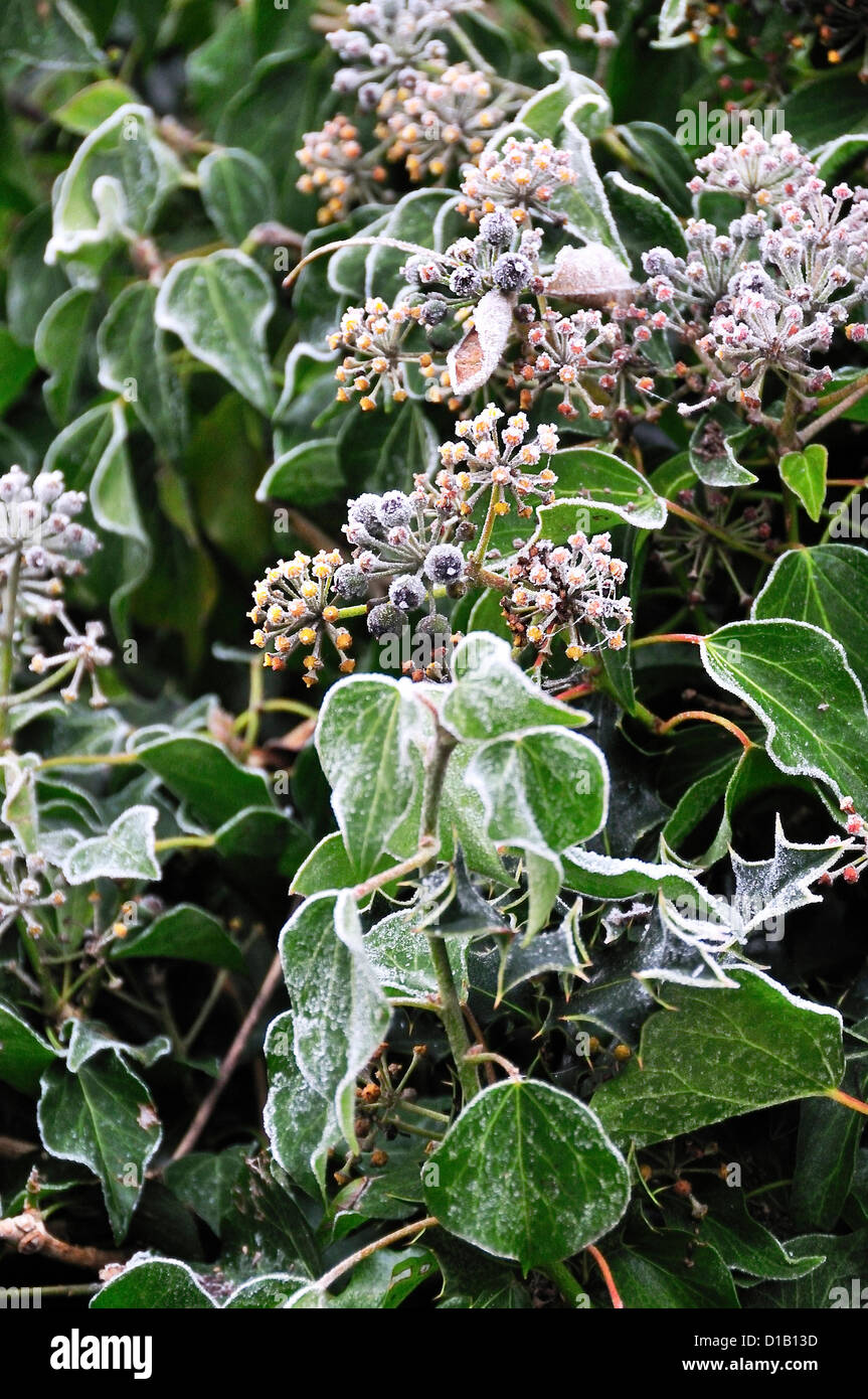 White hoar frost on ivy berries (hedera helix) a staple winter feed for ...
