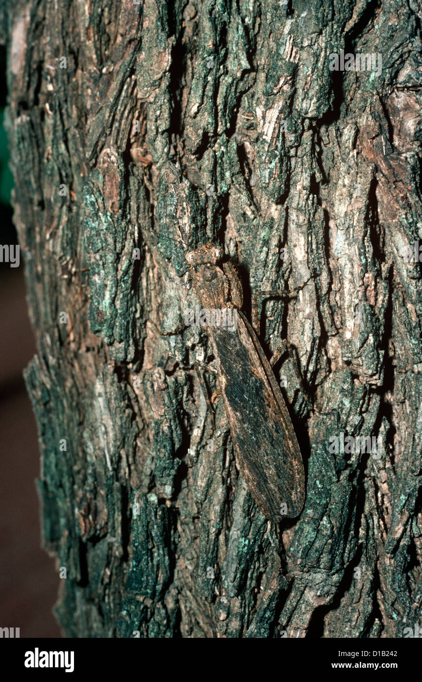 Zouza radiosa hi-res stock photography and images - Alamy