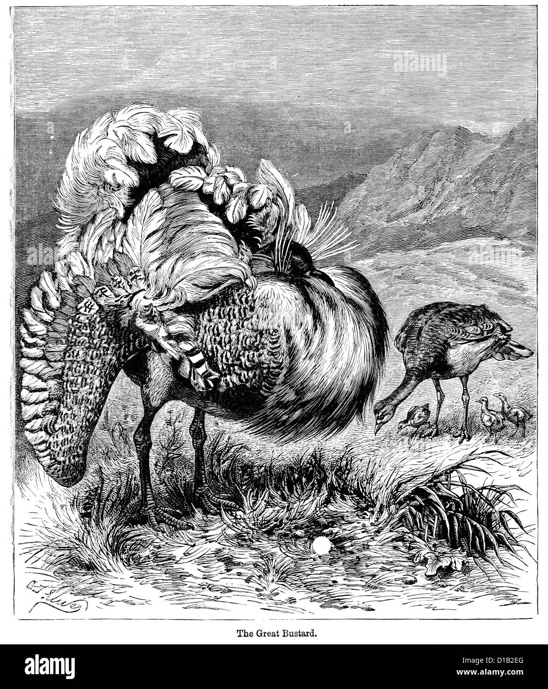 Victorian engraving of a Great Bustard, (Otis tarda) is in the bustard ...