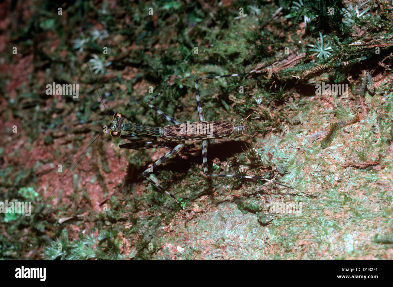 Praying mantis (Liturgusa sp.: Liturgusidae) cryptic in rainforest ...