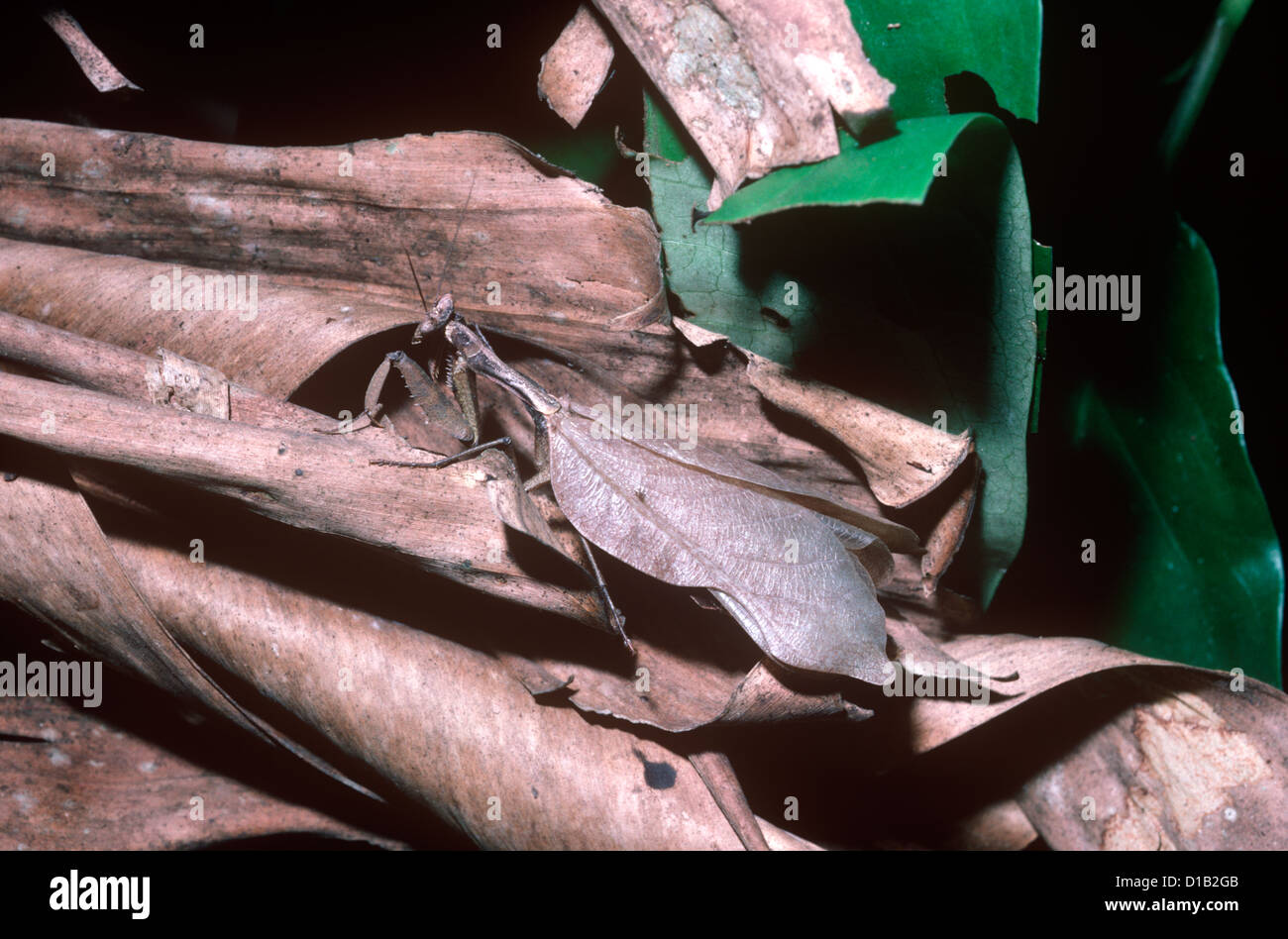 South American Dead Leaf Mantis (Acanthops falcataria: Acanthopidae ...