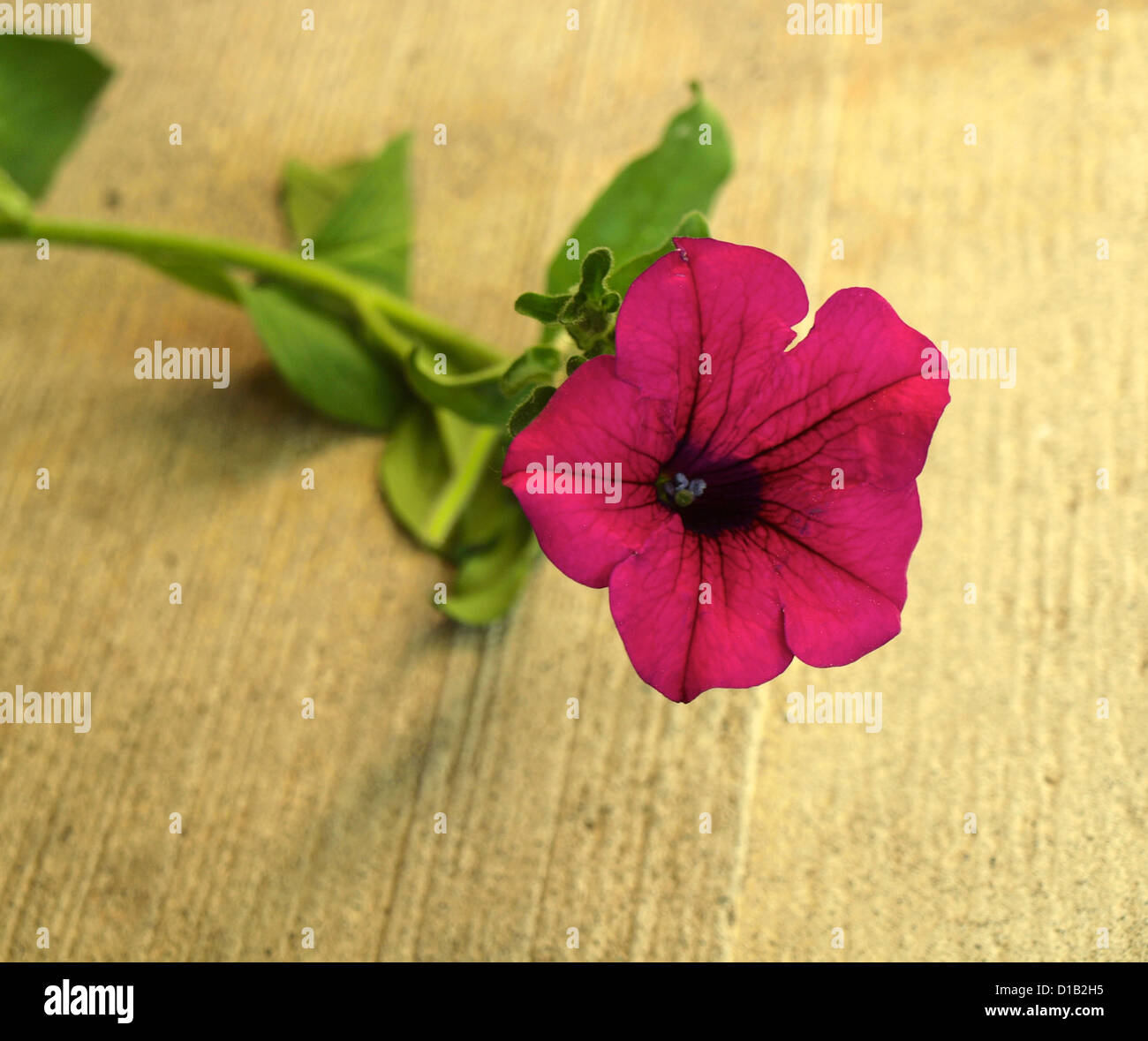 Cascading flower garden hi-res stock photography and images - Alamy