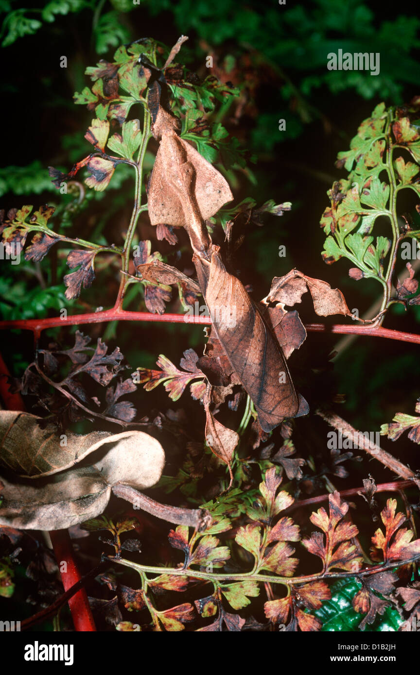 Praying mantis (Phyllocrania illudens), the illusionary leaf mantis ...