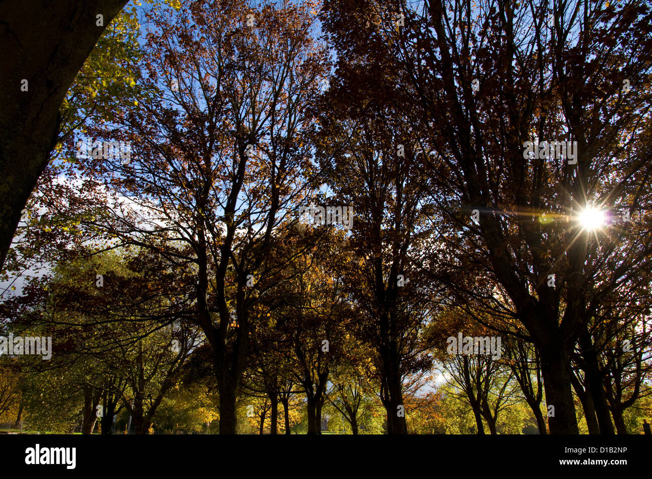 The sun shining through autumn trees casting long shadows on the leaf ...