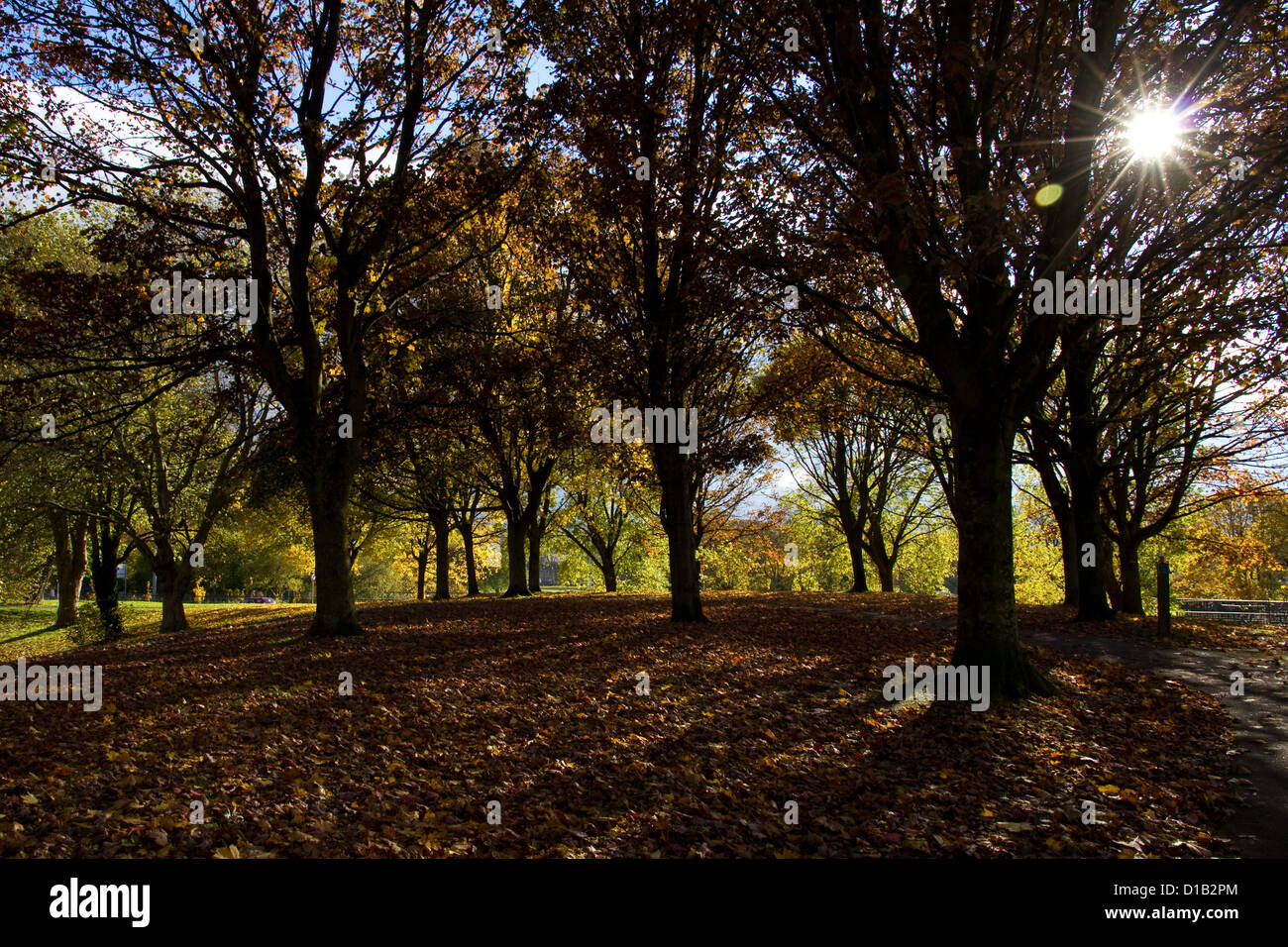 The sun shining through autumn trees casting long shadows on the leaf ...