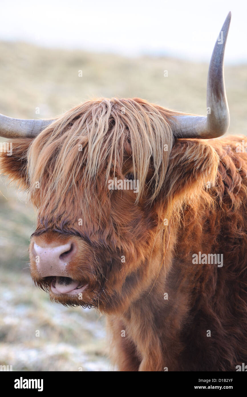 Highland cow (Bos taurus taurus) in Scotland Stock Photo - Alamy