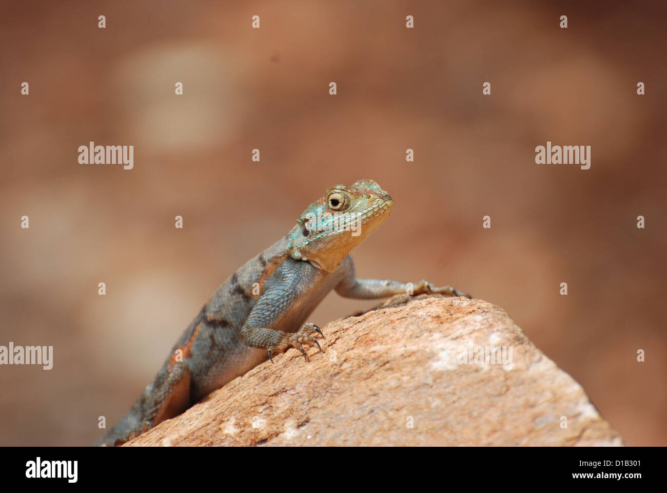 Gecko on the Rock Stock Photo - Alamy