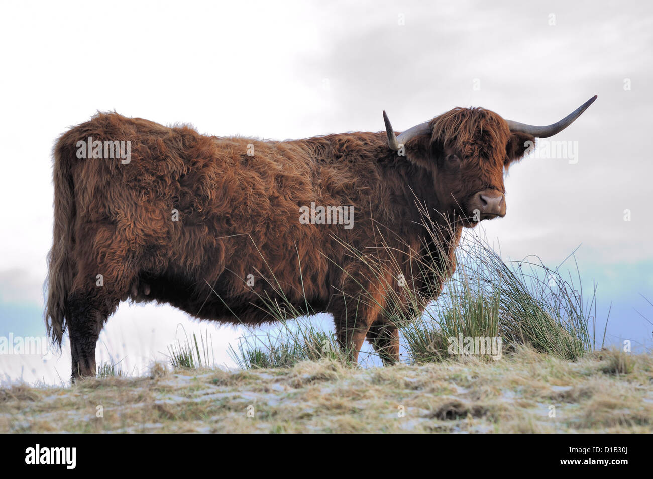Hardy beast hi-res stock photography and images - Alamy