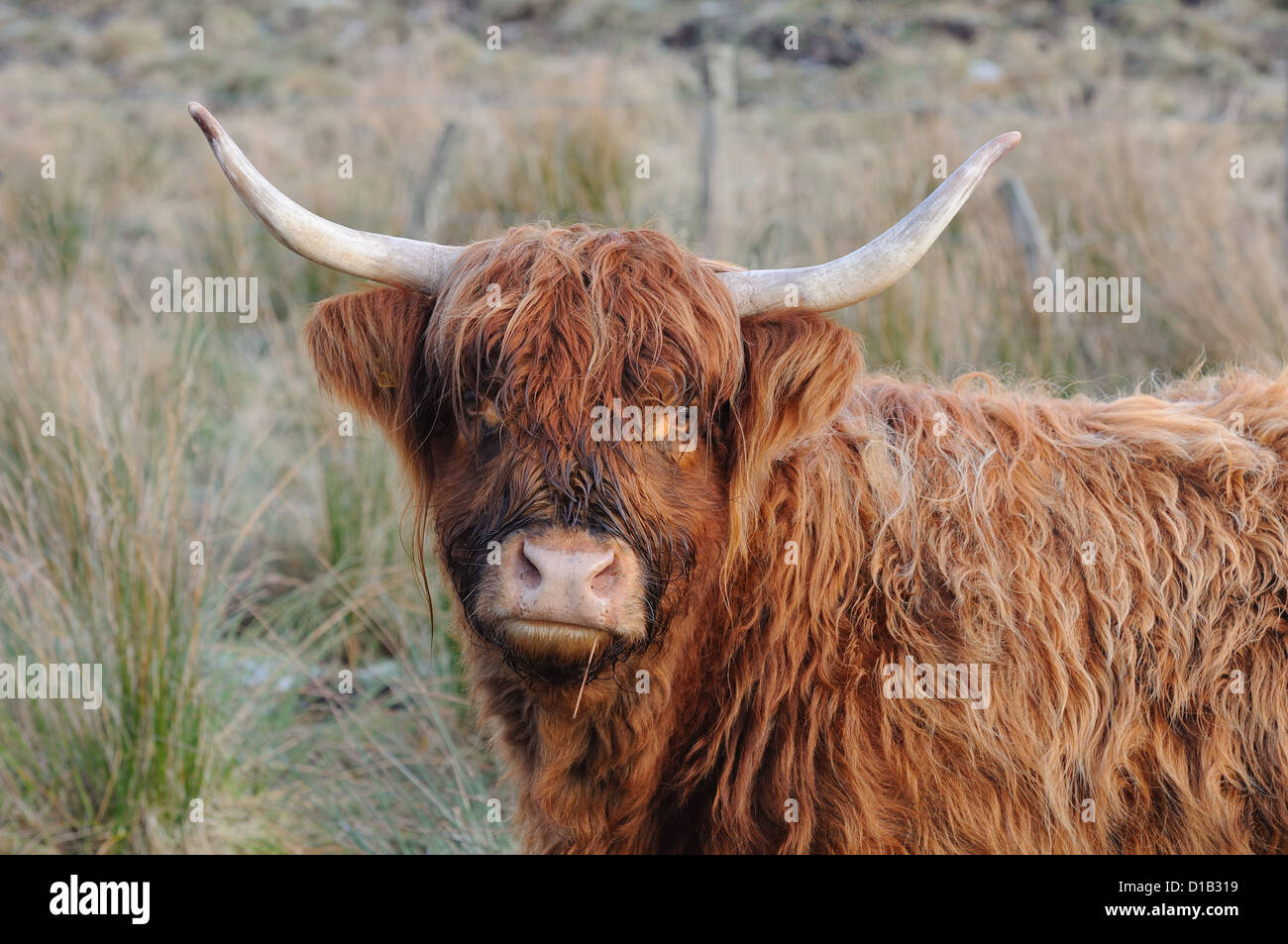 Highland cow (Bos taurus taurus) in Scotland Stock Photo - Alamy