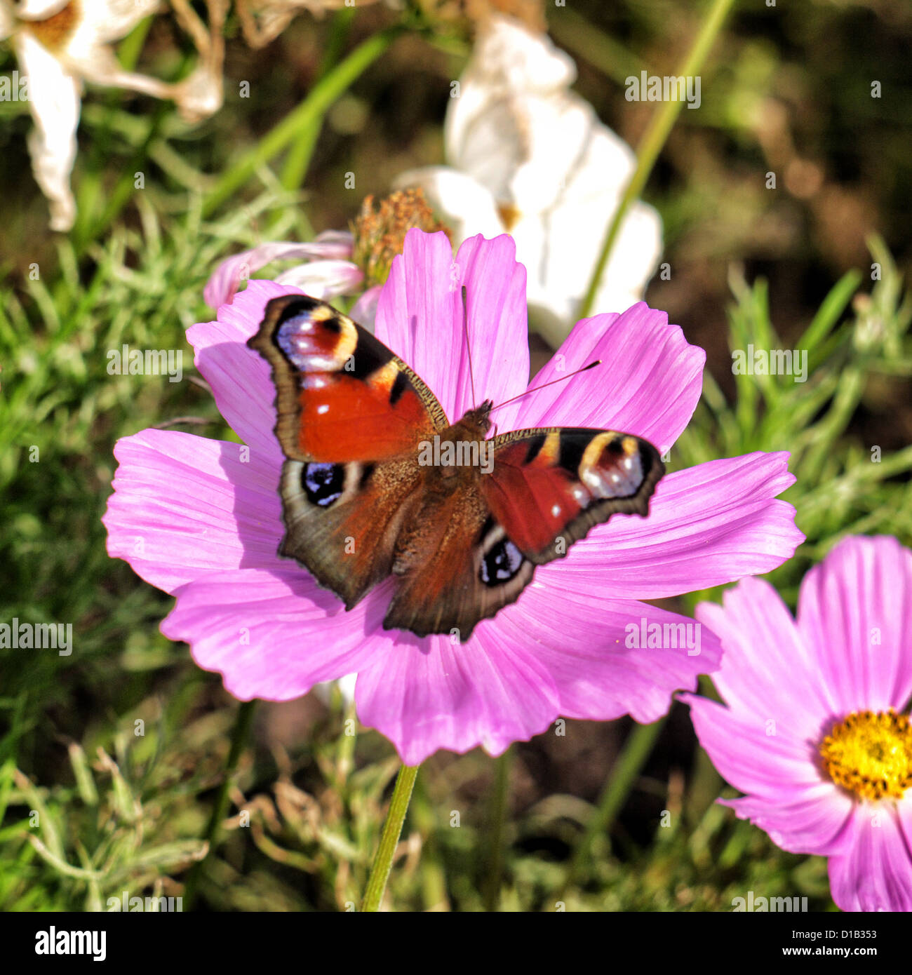 Colorful butterfly hi-res stock photography and images - Alamy