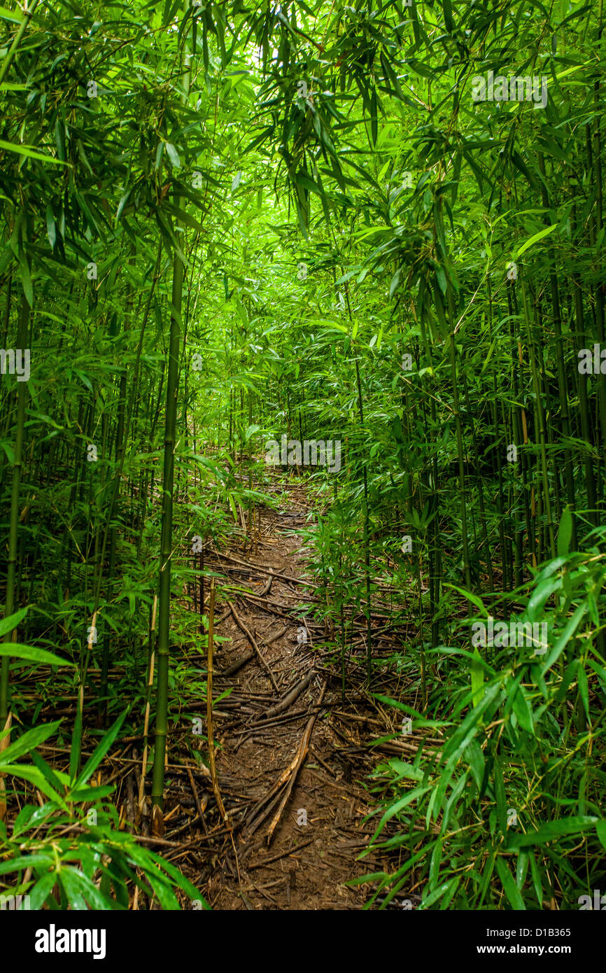 Bamboo pathway hi-res stock photography and images - Alamy