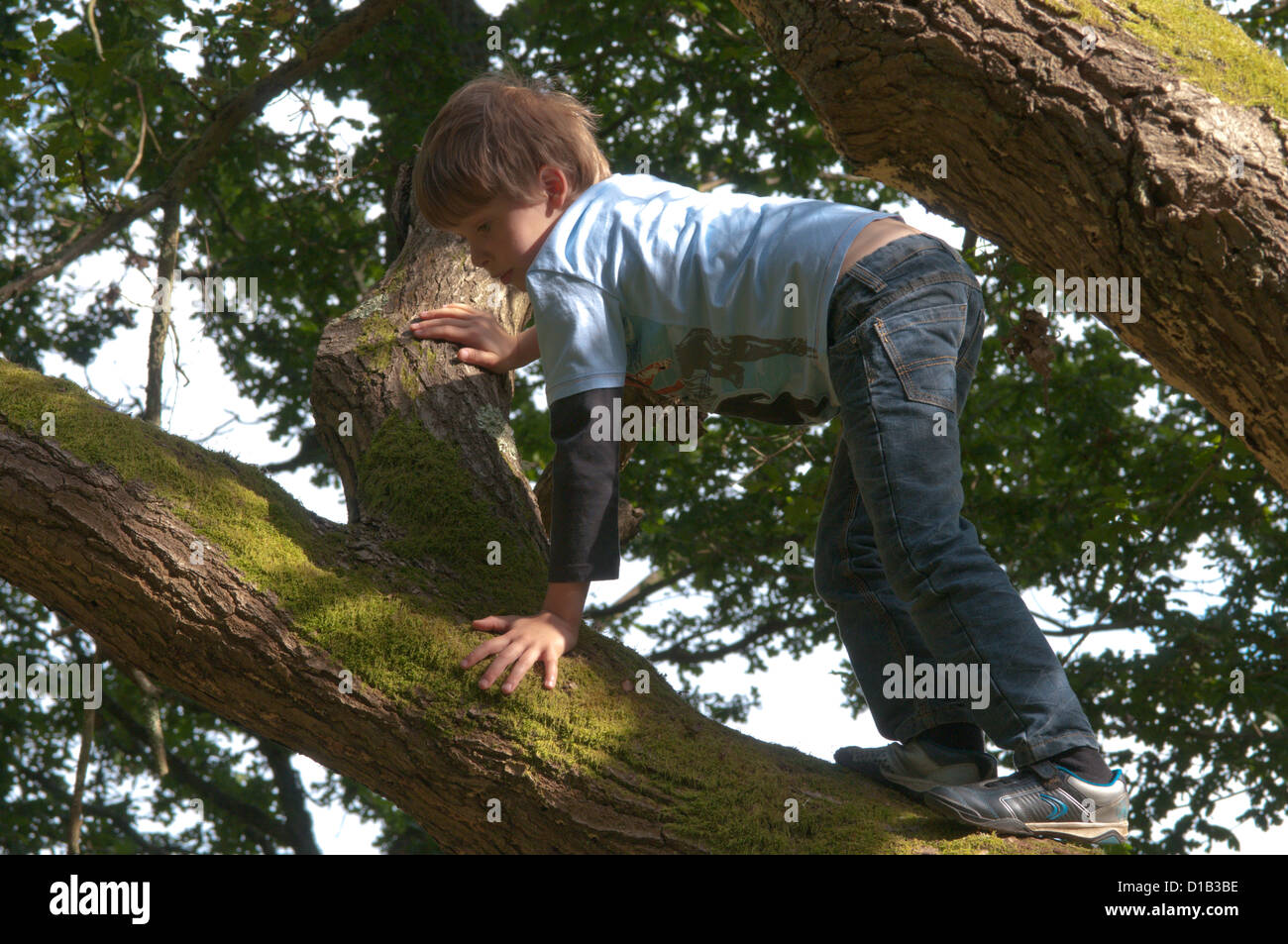 Oak tree uk september hi-res stock photography and images - Alamy