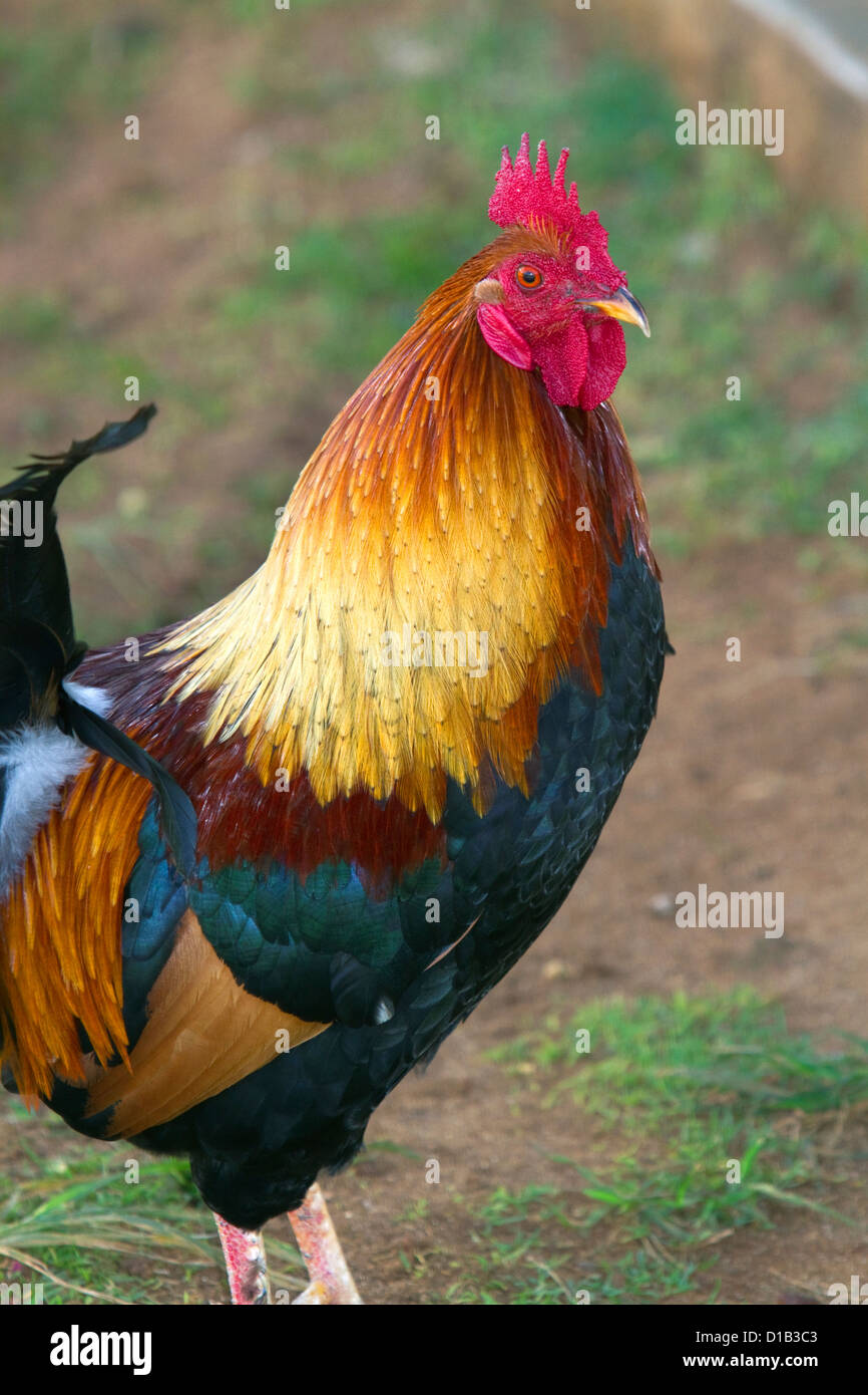 Rooster on the island of Kauai, Hawaii, USA Stock Photo - Alamy