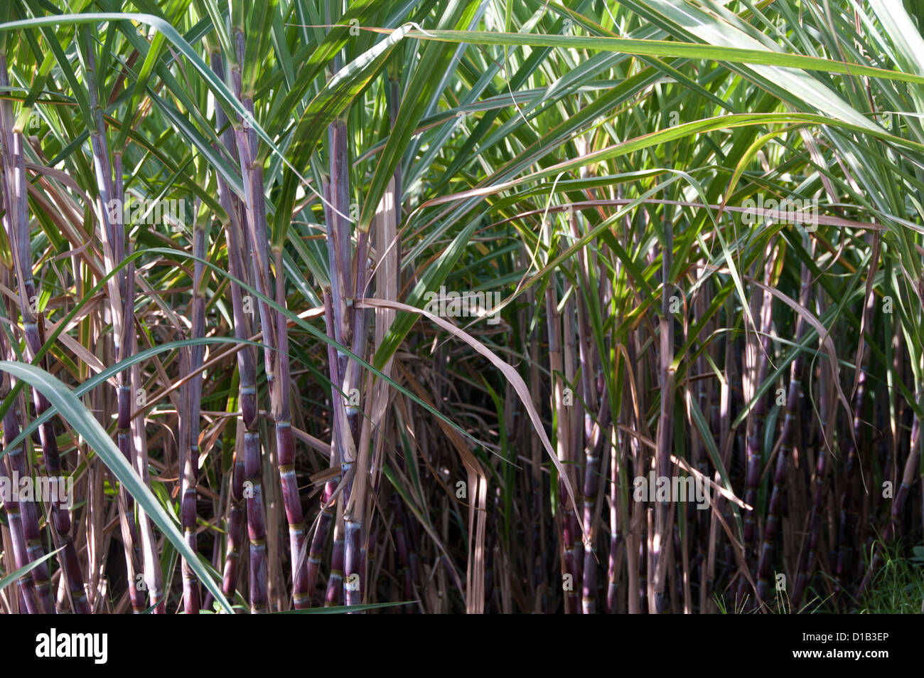 Sugarcane hi-res stock photography and images - Alamy