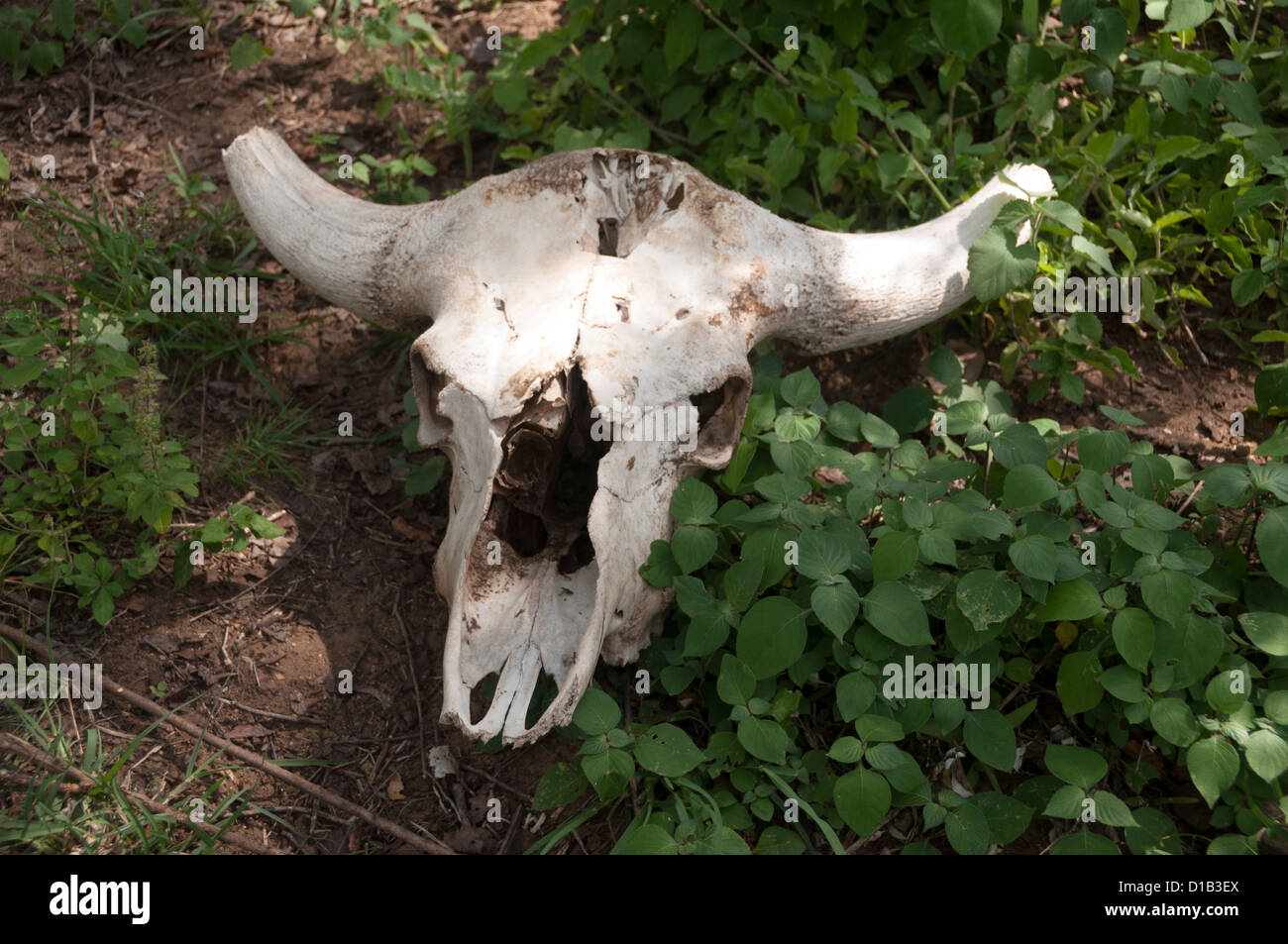 Buffalo skeleton hi-res stock photography and images - Alamy