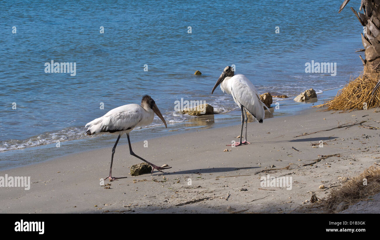 Colony of storks hi-res stock photography and images - Alamy