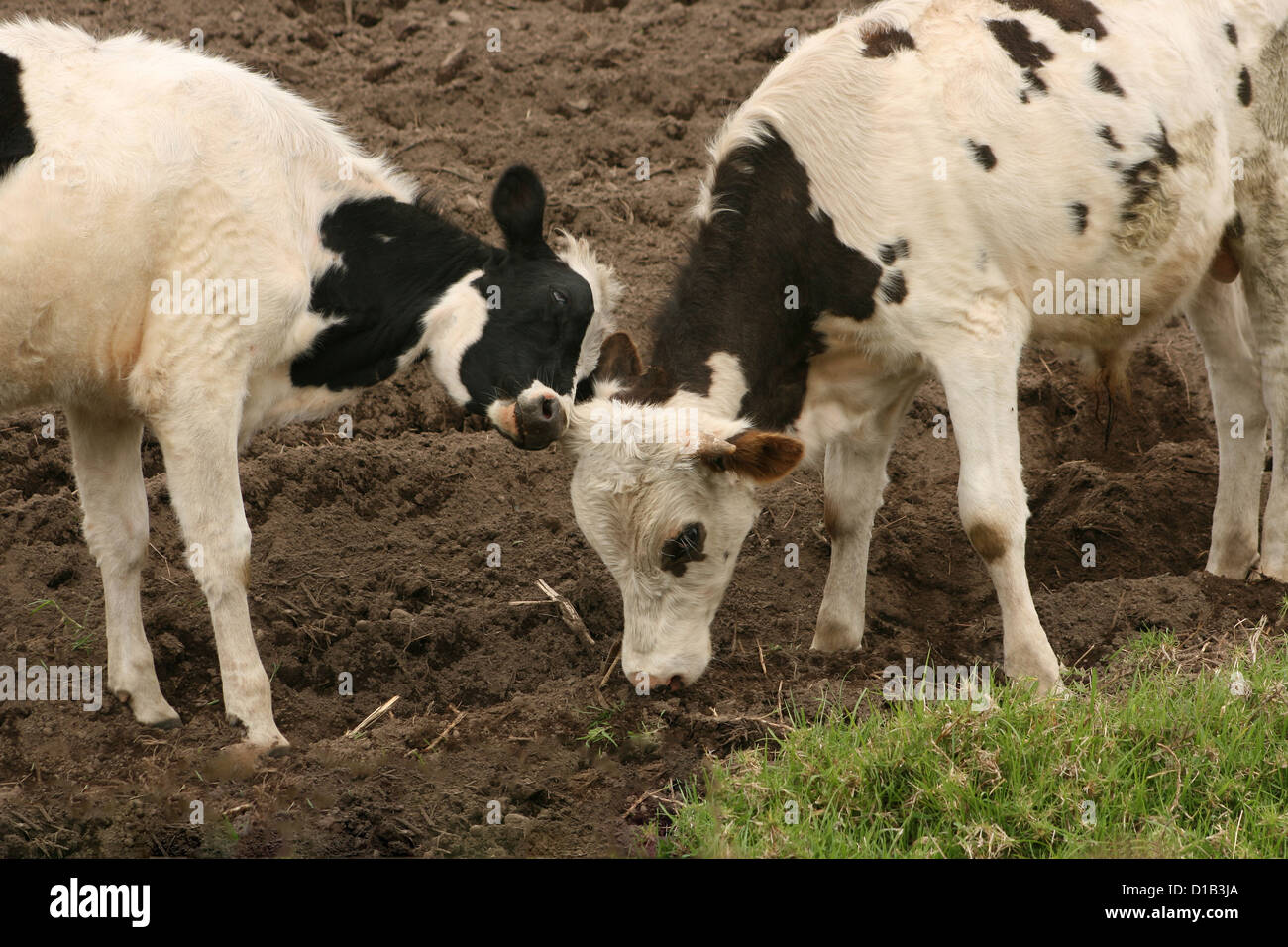 A young Hershey Cow and Bull pushing and butting heads in a farmers ...