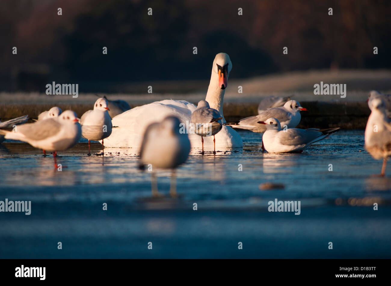 Birds on frozen pond Stock Photo - Alamy