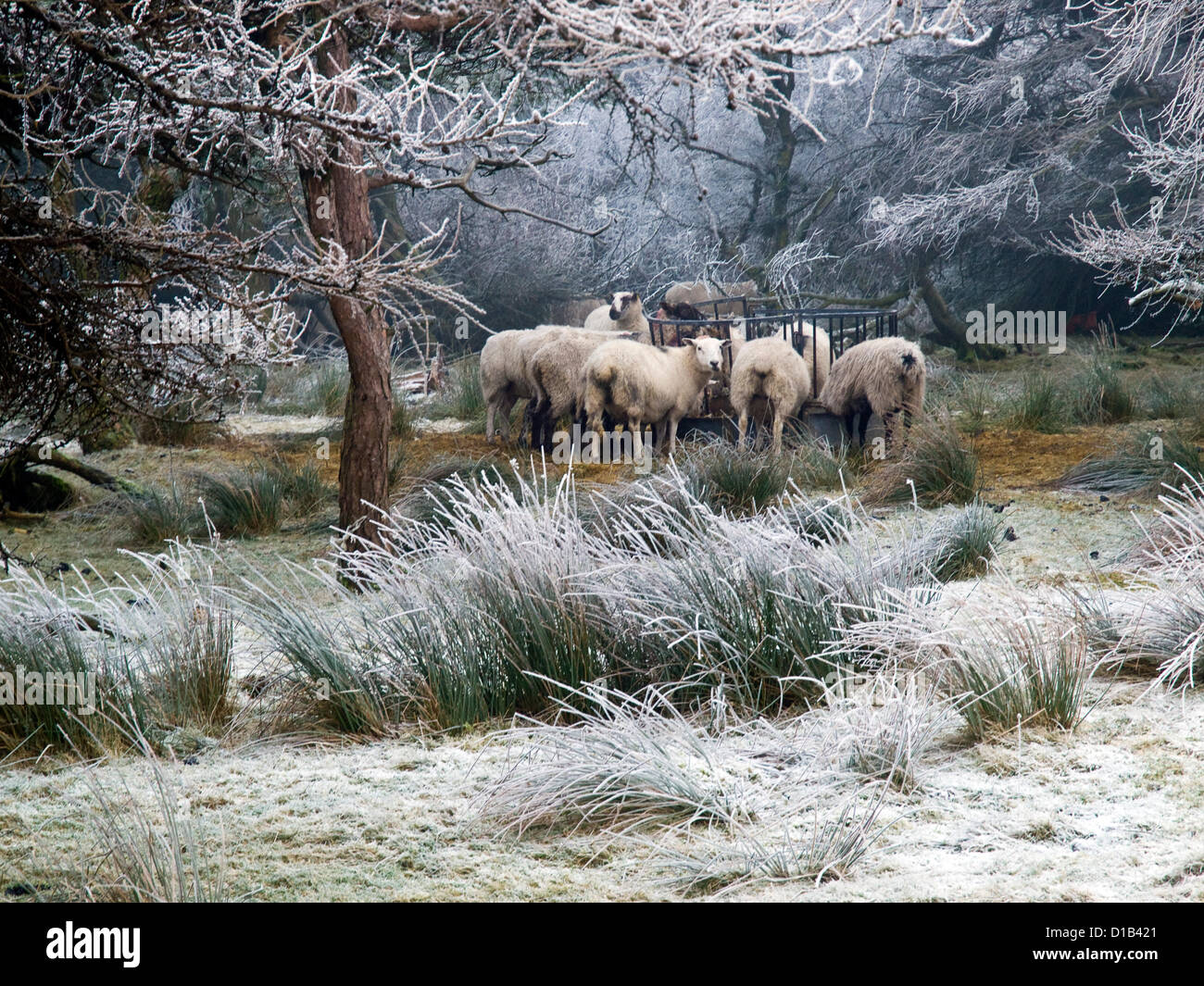 sheep in a frosty Peak District woodland Stock Photo - Alamy