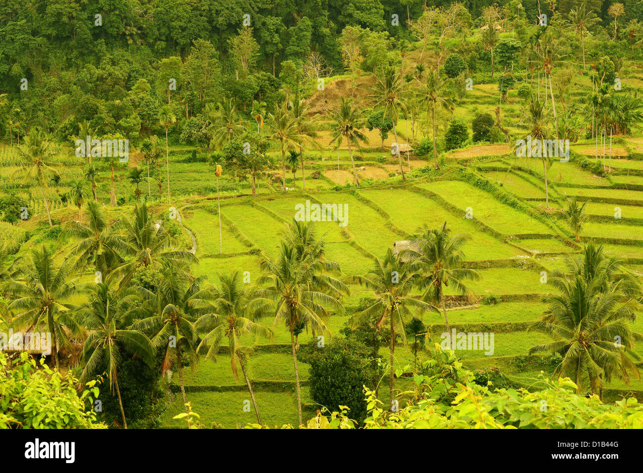 Laos rice farmer hi-res stock photography and images - Alamy