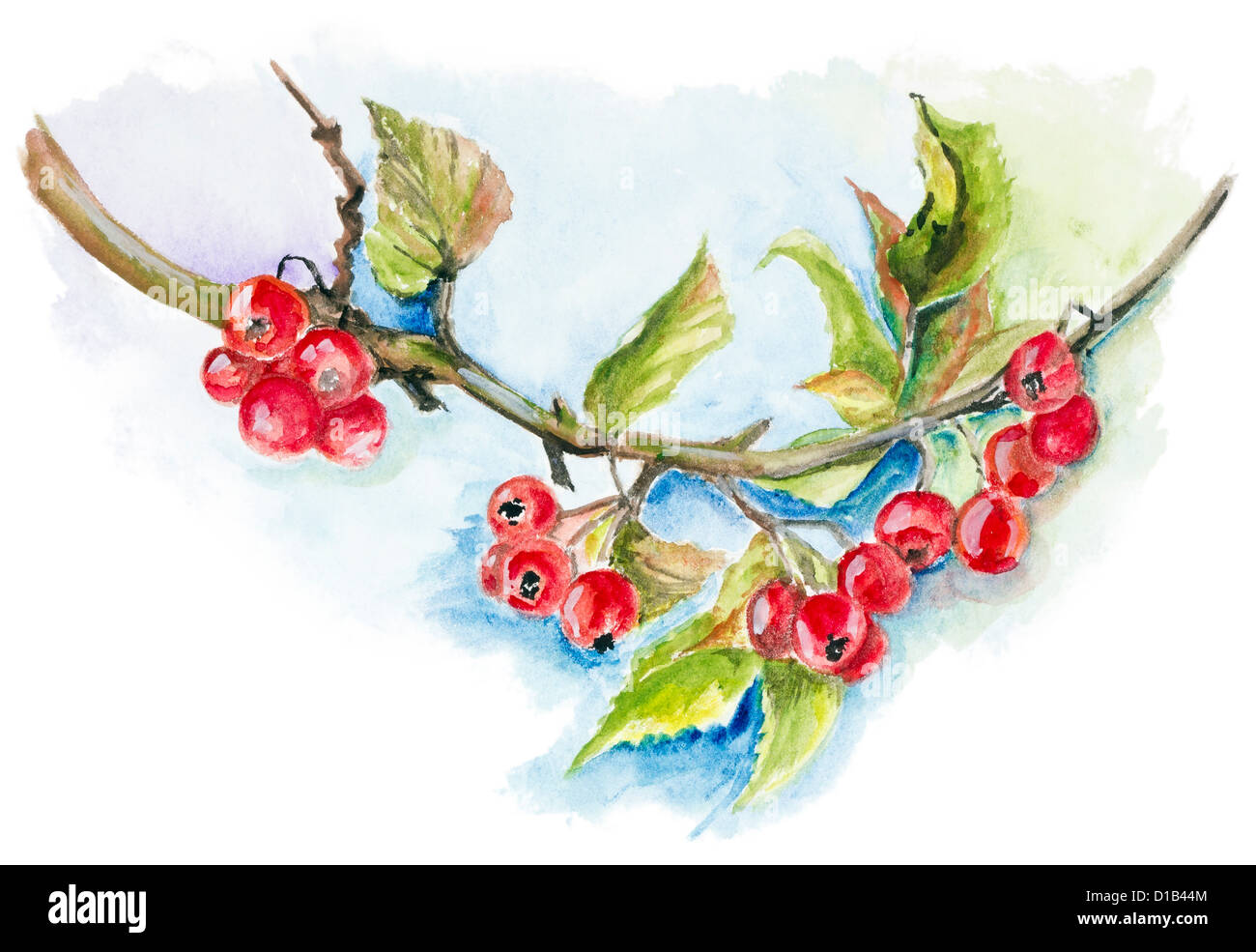 red berries art paint acrylic watercolor illustration isolated Stock ...