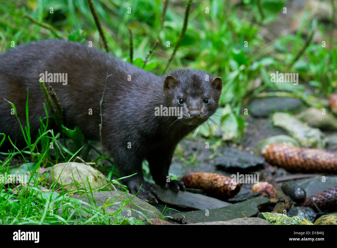 Mink uk hi-res stock photography and images - Alamy