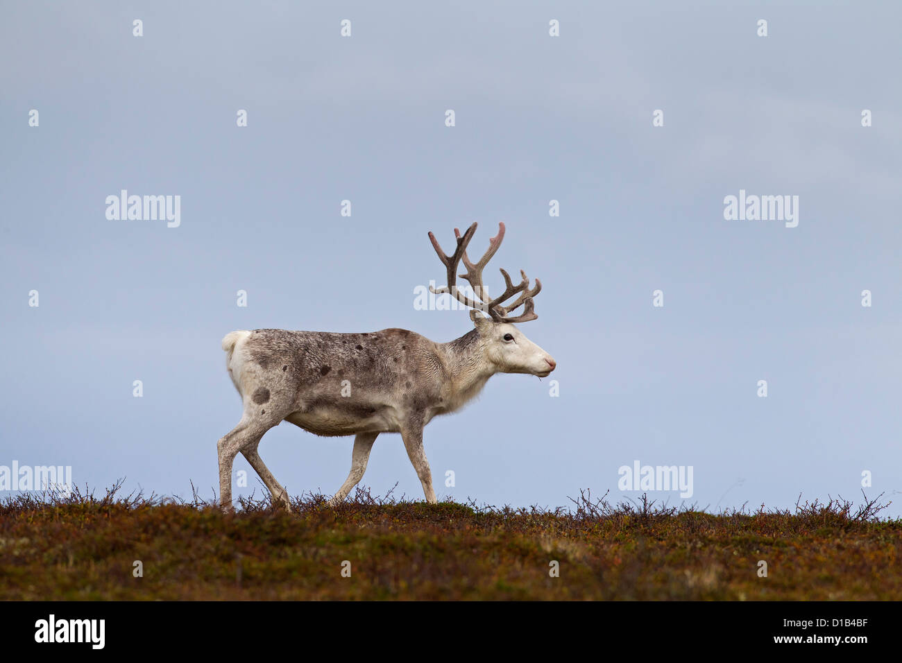 White Reindeer (Rangifer tarandus) with antlers covered in velvet on ...