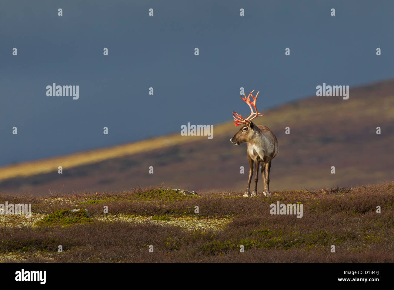 Reindeer (Rangifer tarandus) with bloody antlers on the tundra in ...
