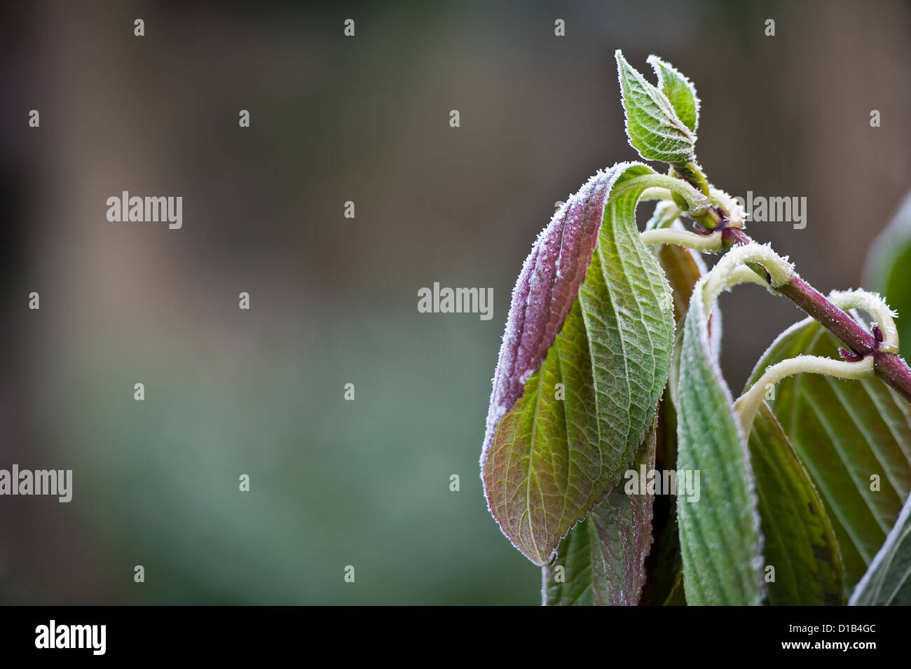 Drooping hydrangea hi-res stock photography and images - Alamy