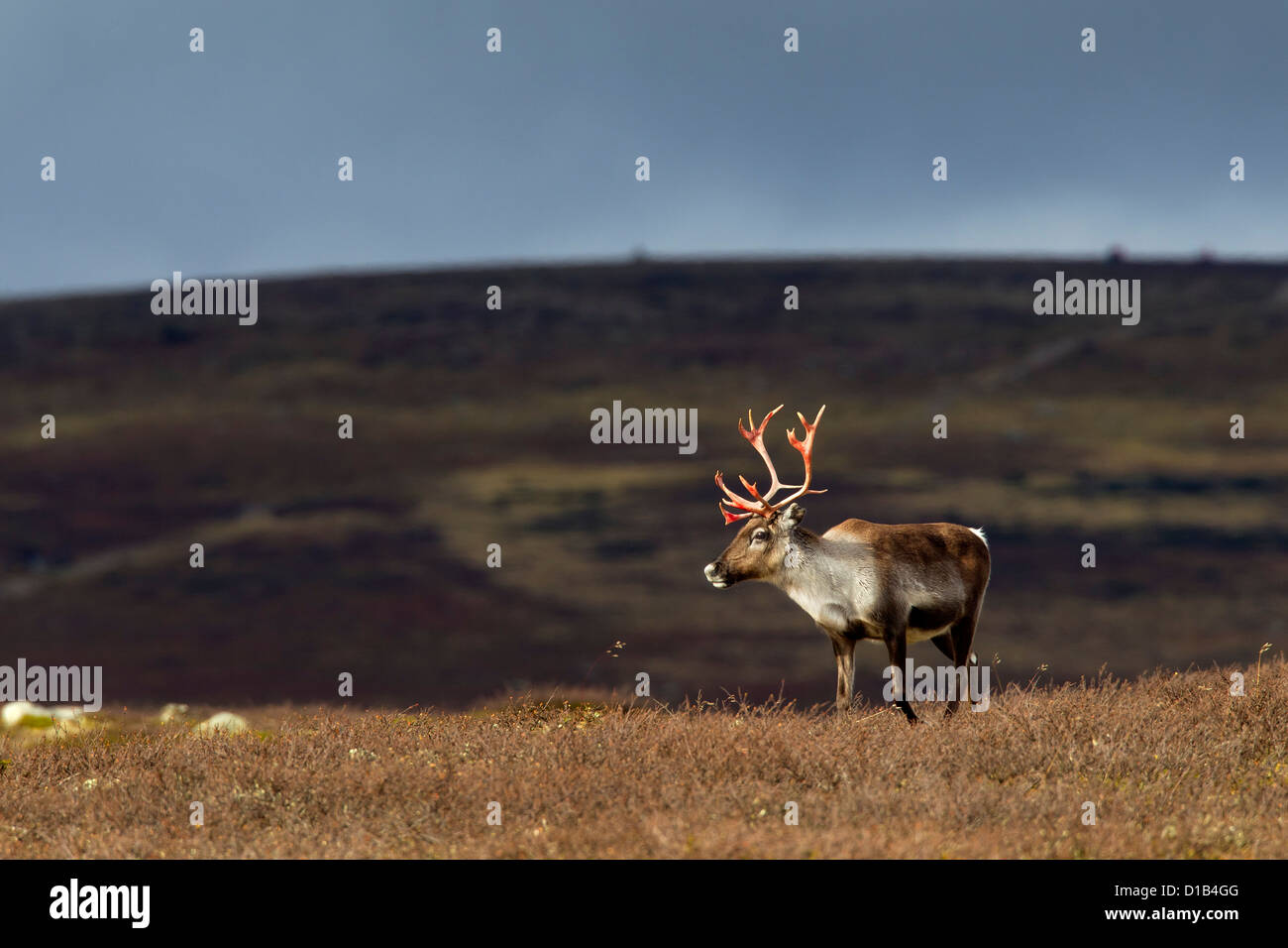 Reindeer (Rangifer tarandus) with bloody antlers on the tundra in ...