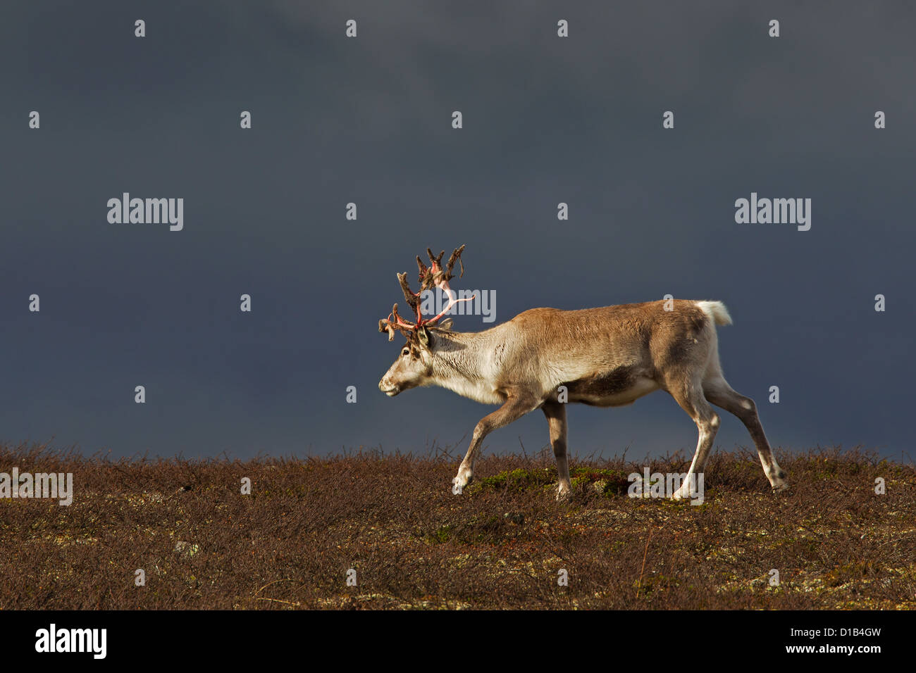 Reindeer (Rangifer tarandus) with bloody antlers on the tundra in ...