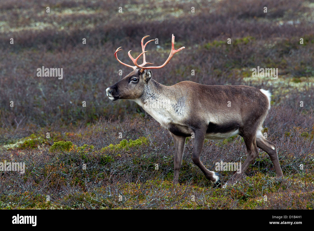 Reindeer (Rangifer tarandus) with bloody antlers on the tundra in ...