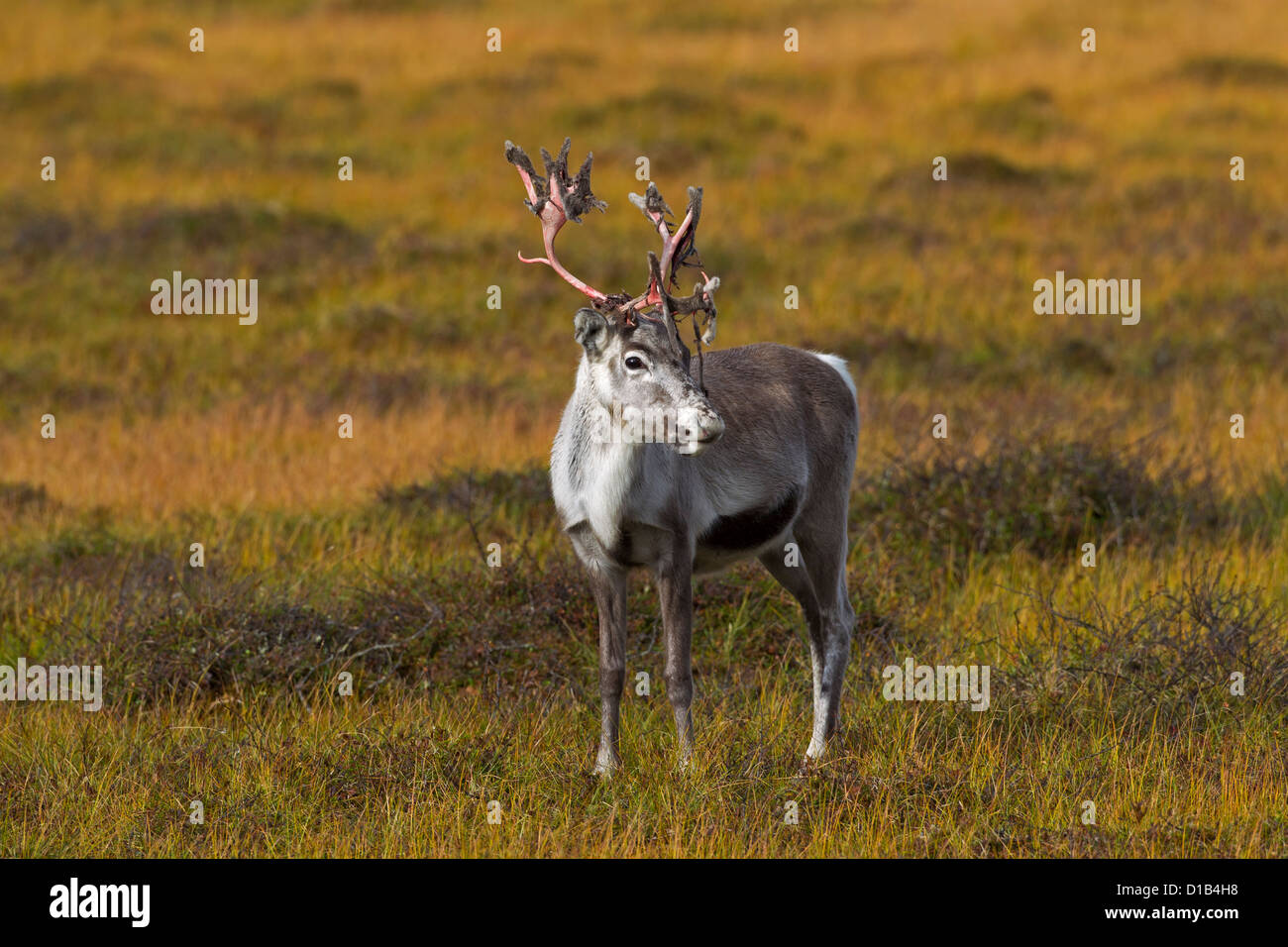 Blood on antlers hi-res stock photography and images - Alamy