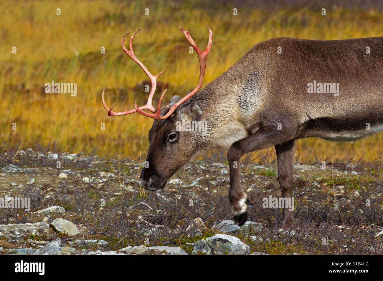 Reindeer (Rangifer tarandus) with bloody antlers on the tundra in ...