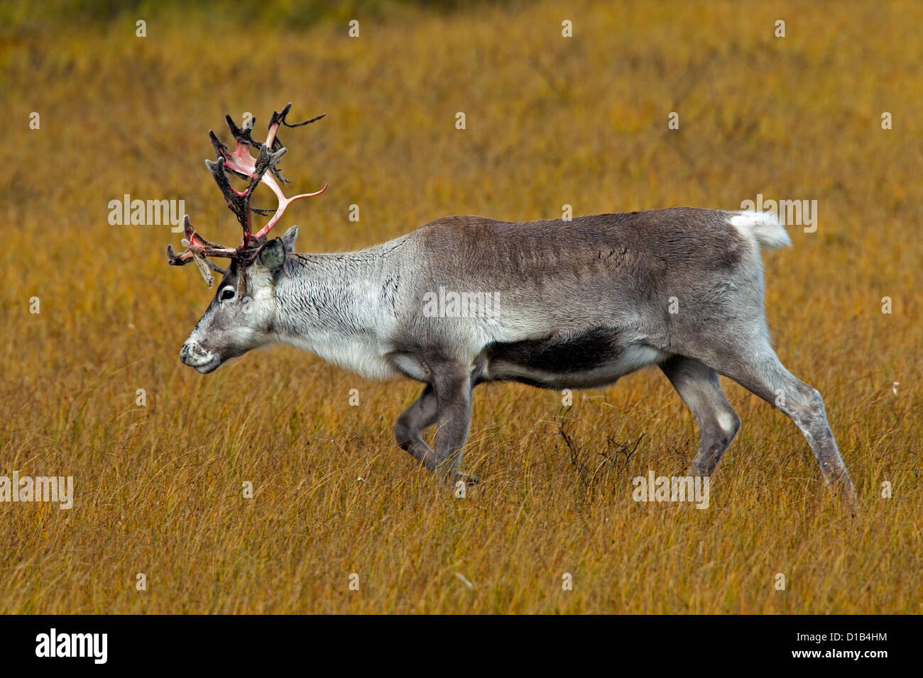 Reindeer (Rangifer tarandus) with bloody antlers on the tundra in ...